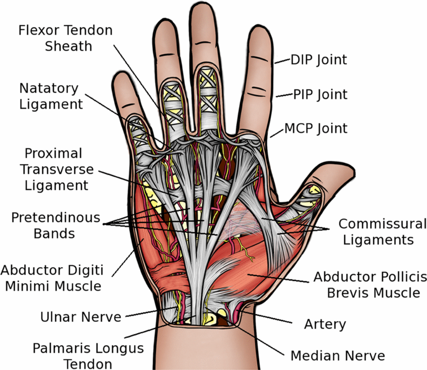 Hand Image Back In Action